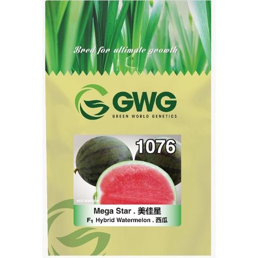 Benih Tembikai Merah Seedless Mega Star 1076 F1 Hybrid Watermelon Leckat - ( 20g ) 👍 💯 | Shopee ...