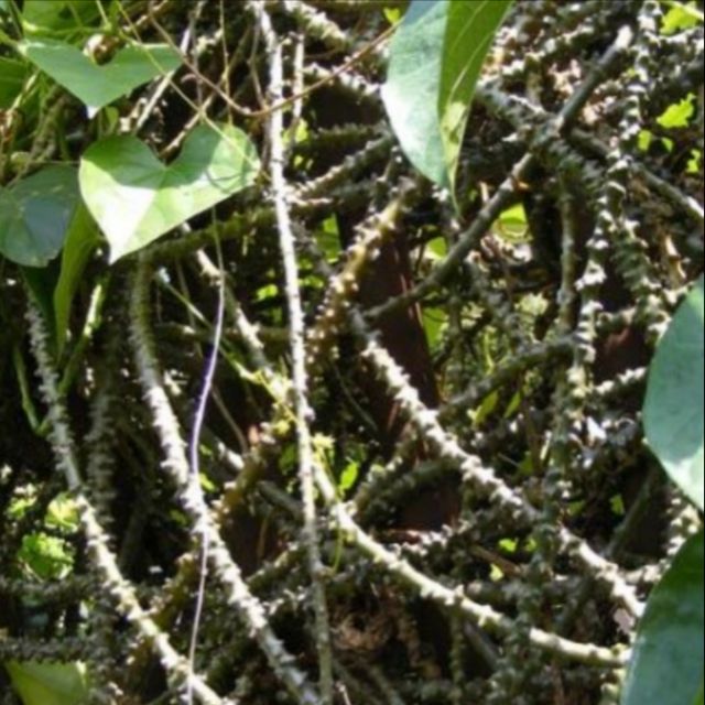 Batang pokok patawali/akar seruntun/brotowali | Shopee Malaysia