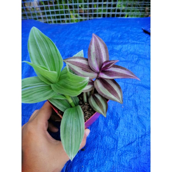 idaman garden 818 pokok telinga kera 2 jenis dalam 1 pasu | Shopee Malaysia