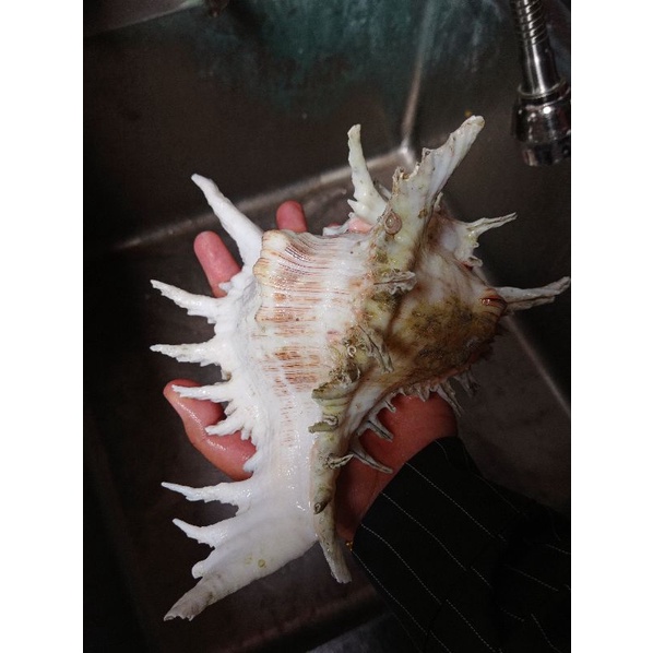 Siput Cengkerang laut duri Thousand chrysanthemum Snail Conch Seashell ...
