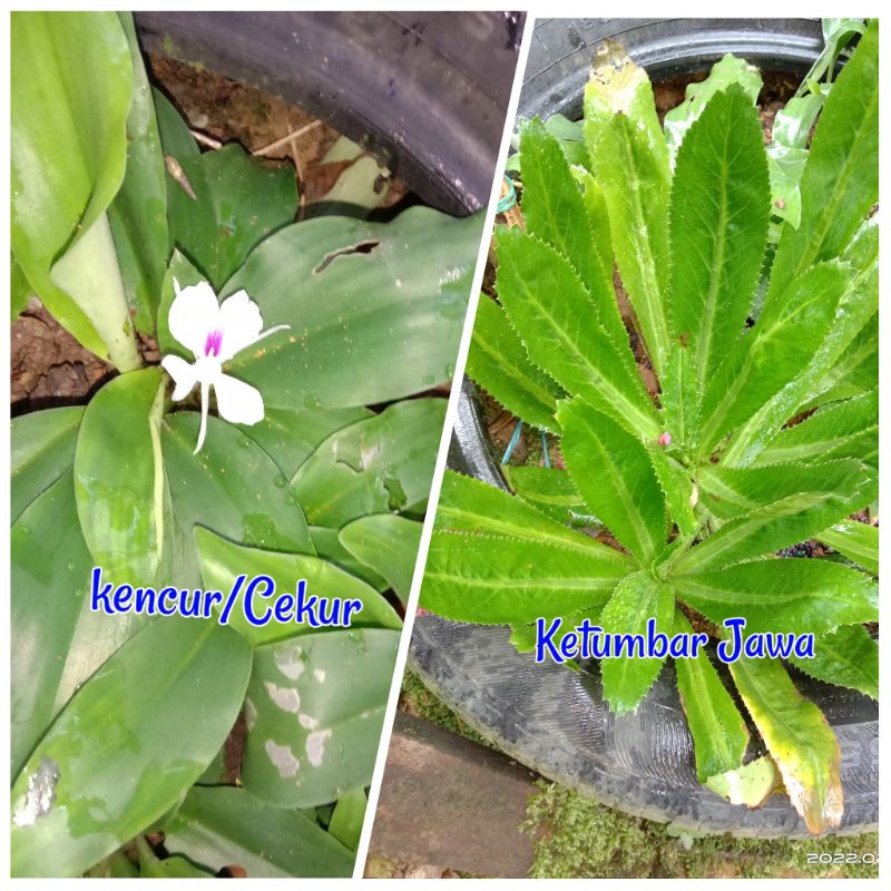 Pokok Ketumbar Jawa/Pokok cekur(2 pokok) | Shopee Malaysia