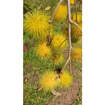 RAMBUTAN KUNING Gading | Shopee Malaysia