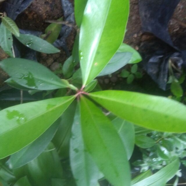 Pokok Ulam Mata itik,Rupa-rupanya pokok ulam mata itik. Rasanya lemak ...