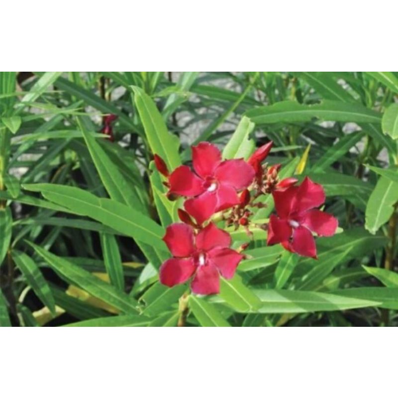 pokok nerium oleander | Shopee Malaysia