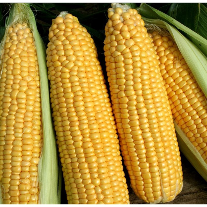 Jagung Madu @ Honey Sweet Corn Seeds | Shopee Malaysia