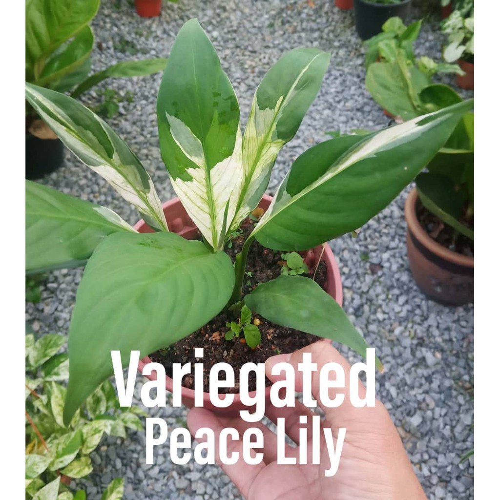 Indoor Plant - Variegated Peace Lily (Special Offer) | Shopee Malaysia