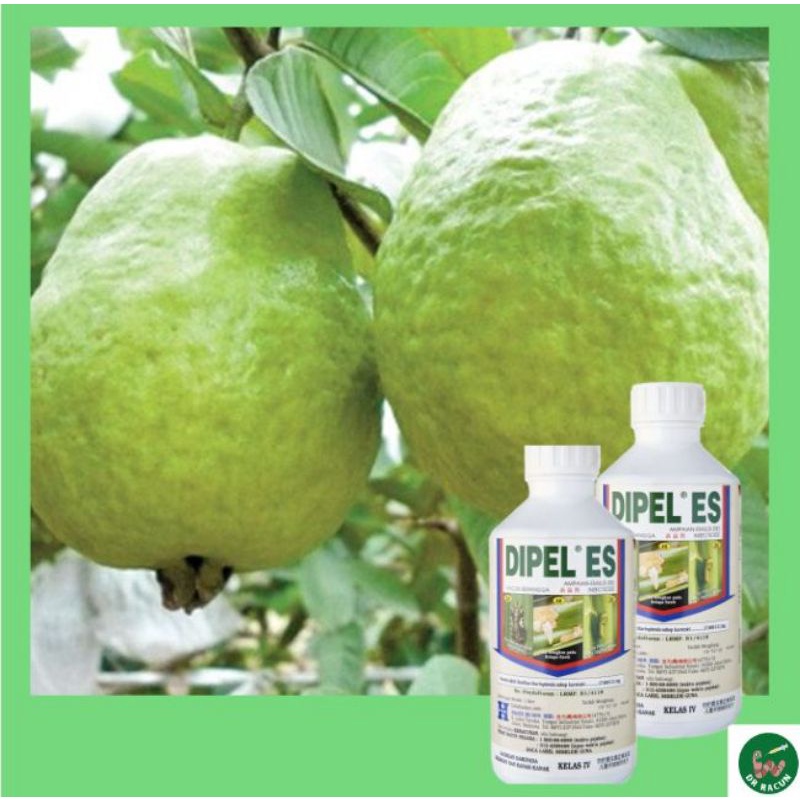 DIPEL ES Racun serangga biologi 𝗣𝗹𝗮𝗻𝘁𝘀 𝗜𝗻𝘀𝗲𝗰𝘁𝗶𝗰𝗶𝗱𝗲 Ubat Racun Serangga ...