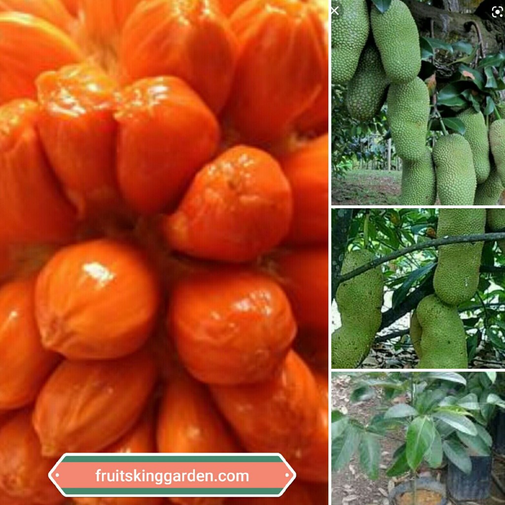 ANAK POKOK CEMPEDAK MEGA ISI MERAH HYBRID THAILAND Buah Buahan (ANAK ...