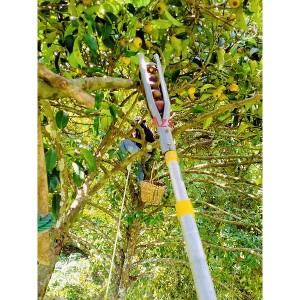 Sangkak/Galah buah buahan/mangis | Shopee Malaysia