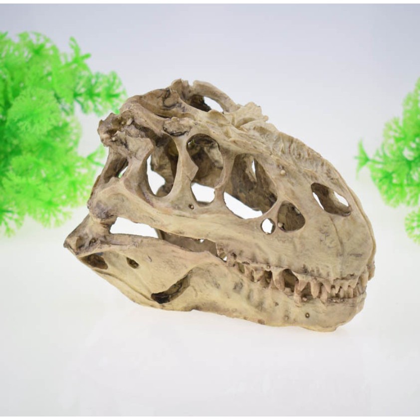 Reptile Aquarium Decorations T-rex Tyrannosaur Skull 暴龙头骨 Dinosaur ...