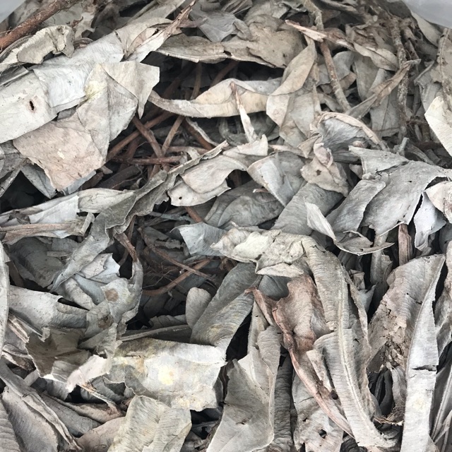 Kacip Fatimah original daun dan akar（250G） | Shopee Malaysia