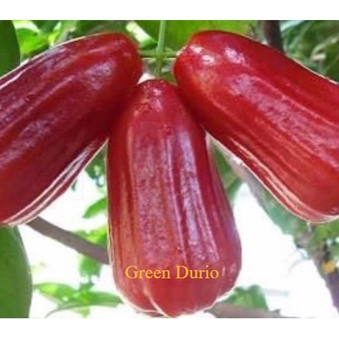 Anak Pokok Jambu Air Madu Loceng | Shopee Malaysia