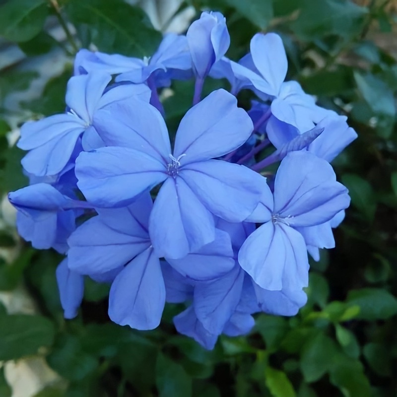 Pokok Bunga Plumbago Imperial Blue / Pokok Bunga Plumbago Biru💙🦋 ...