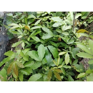 Buy buah matoa Online With Best Price, Jul 2024 | Shopee Malaysia