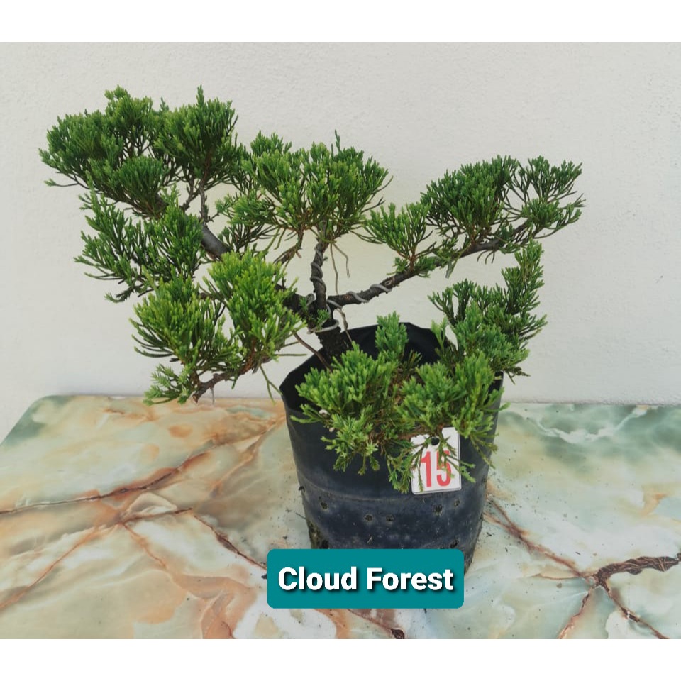 Taiwan Juniper- Live Plant for Bonsai (wired) | Shopee Malaysia