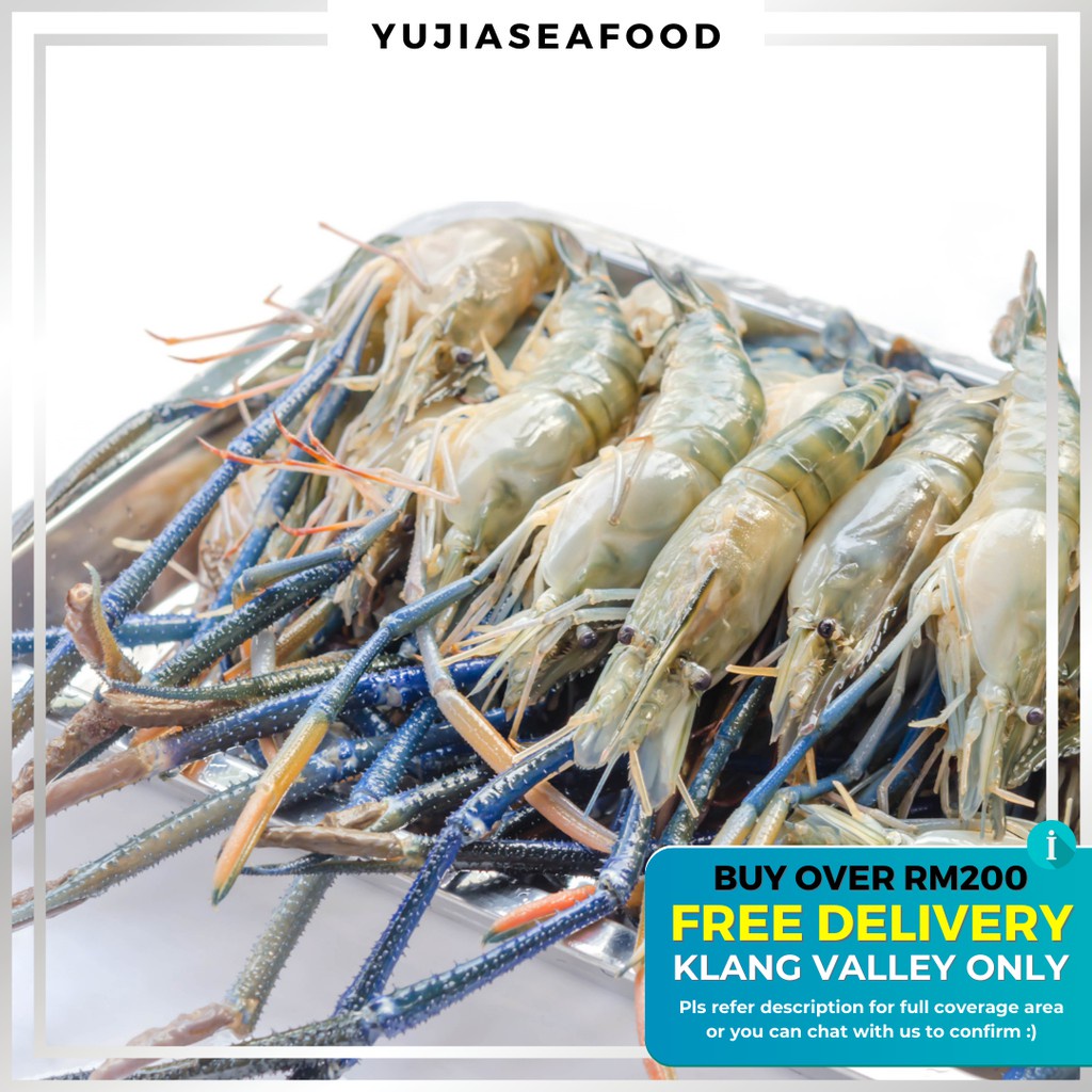 [KL&SGR SAHAJA] 1kg Udang Galah Saiz 11/15 / Scampi Giant Freshwater ...