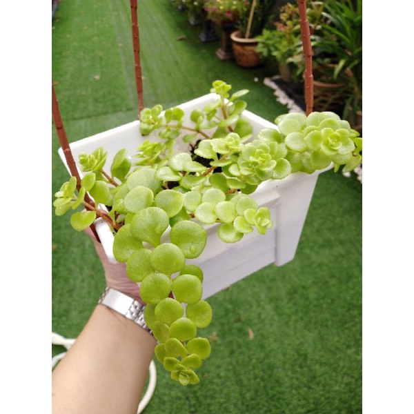 Ready stock~14cm pot Bunga Sedum/Live Plant/Pelbagai Jenis Sedum ...