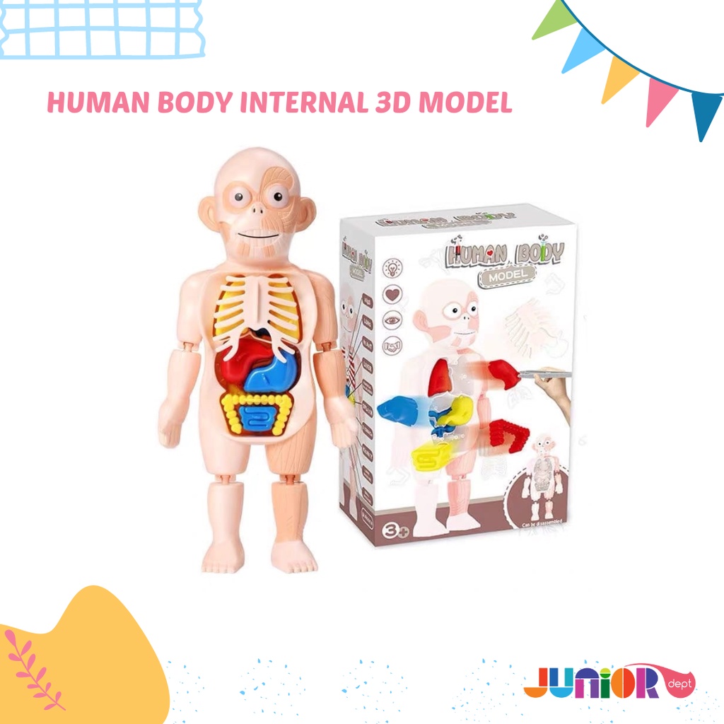 Human Body Internal 3D Model/Human Body Organ Learning Teaching Aid ...