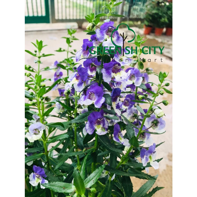 GNC - Angelonia Angustifolia Flower Live Plant Pokok Bunga Angelonia ...