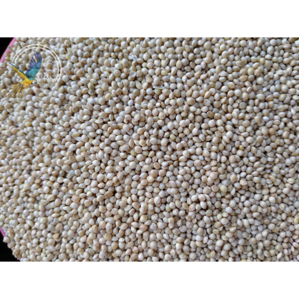 Sekoi Putih / White Millet 1kg CD00002 | Shopee Malaysia