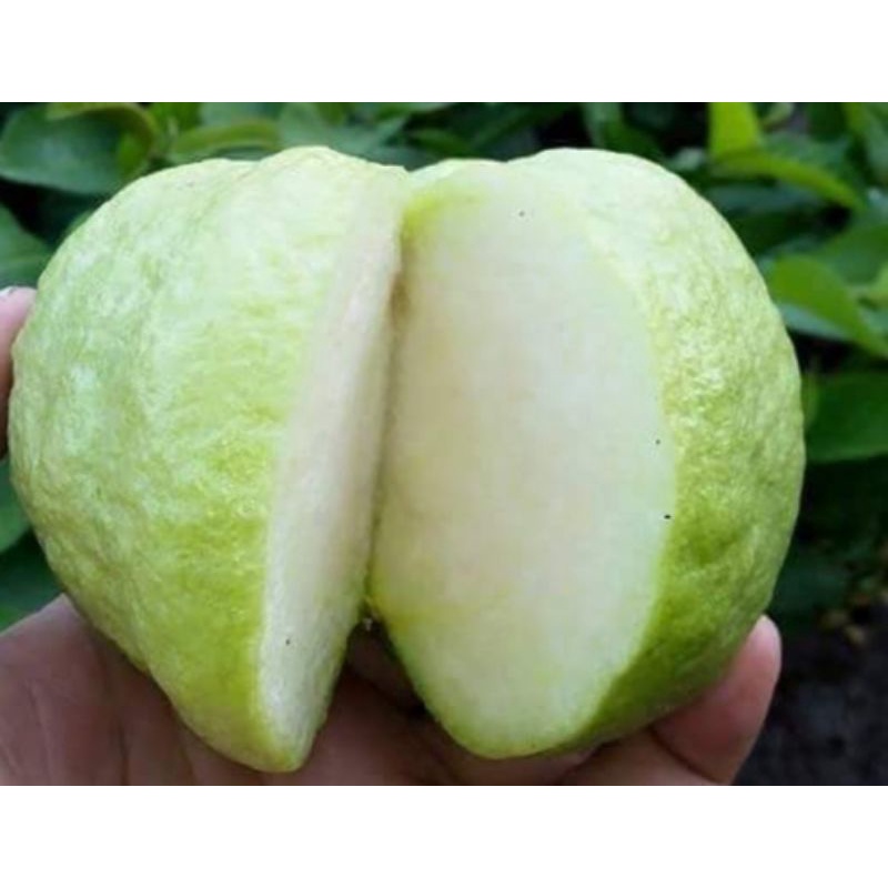 Jambu Batu Kristal / Jambu Batu Kristal | Shopee Malaysia