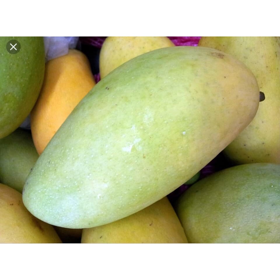 POKOK MANGGA 3 RASA HYBRID | Shopee Malaysia