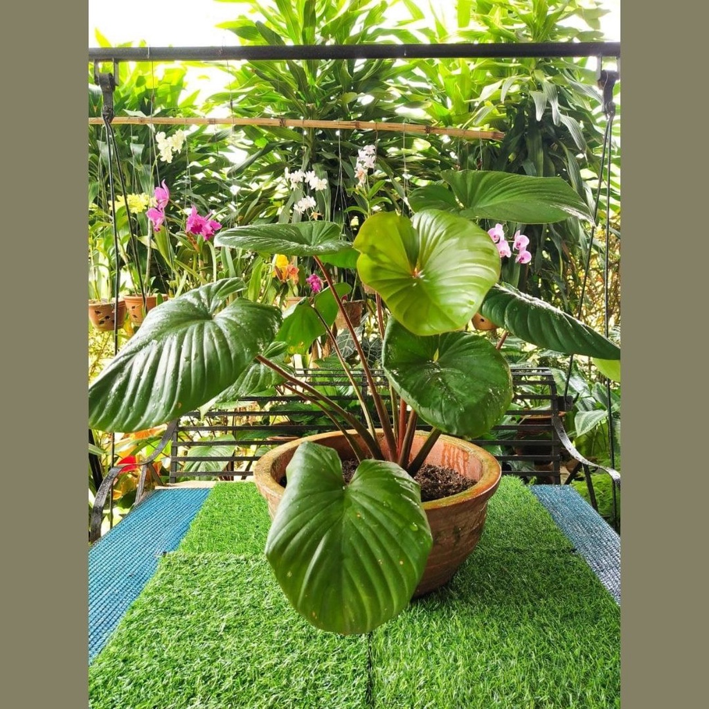 Keladi Kemoyang | Caladium | Indoor Plant | Outdoor Plant | Shopee Malaysia