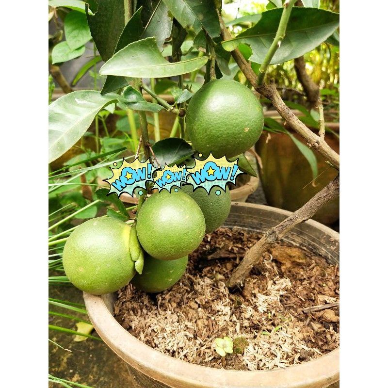 Limau Sunkis hybrid ready stock. | Shopee Malaysia