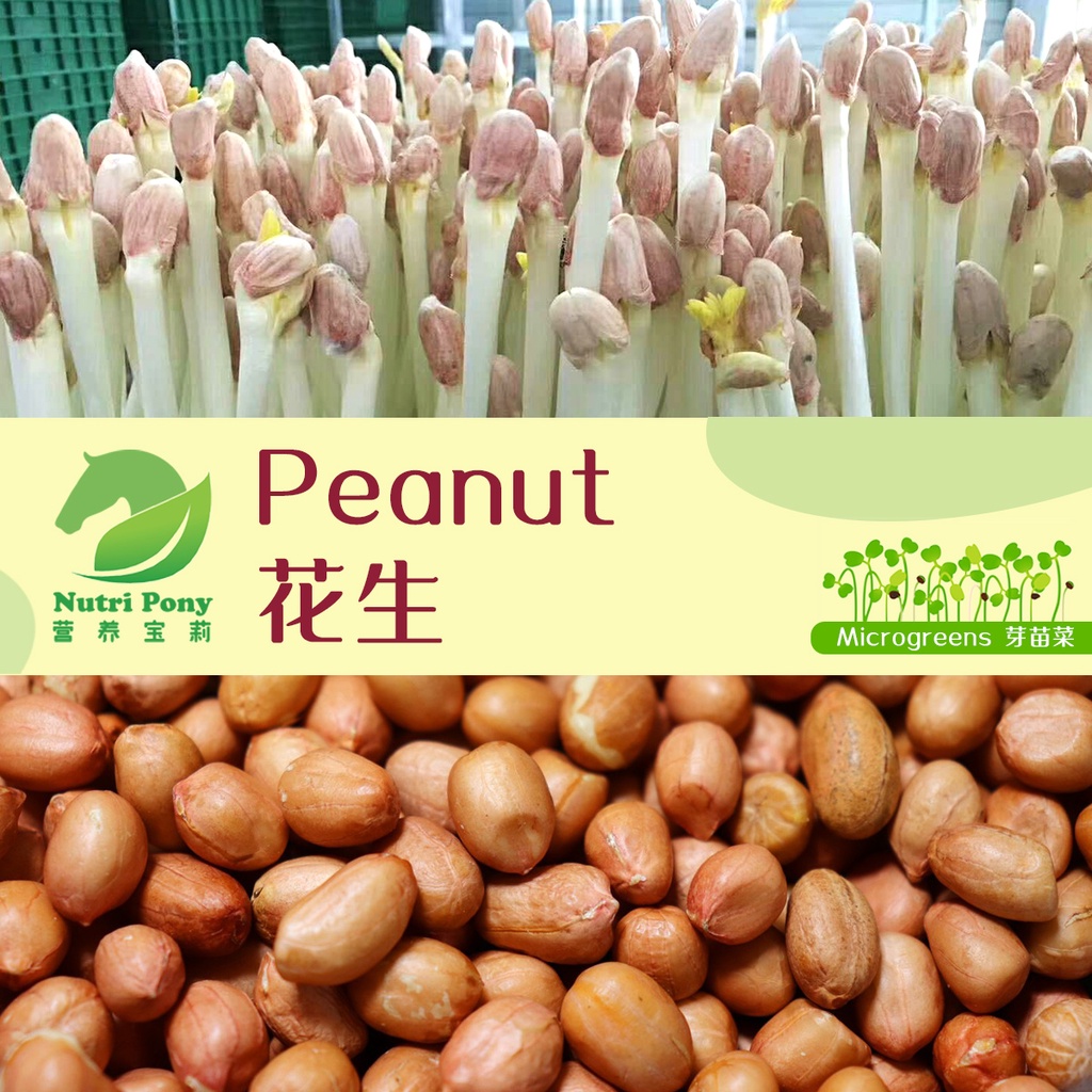 100 Grams Peanut Sprouts Microgreens Seeds Non-GMO 花生芽苗菜种子 Biji Benih Kacang Tanah Taugeh ...
