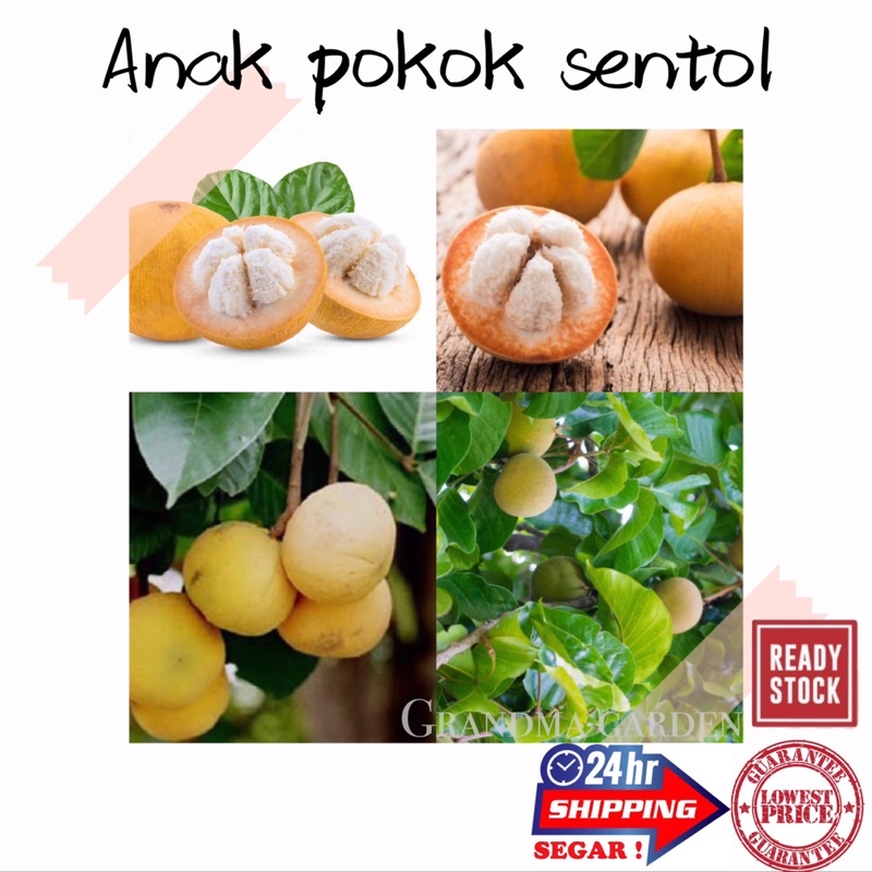 (GG REAL PLANT) anak pokok sentol ^ sentul stol setoi kapas santol ...