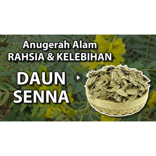 Khasiat Daun Senna atau Daun Sanna, Daun Cina Maki, kempis Perut ...