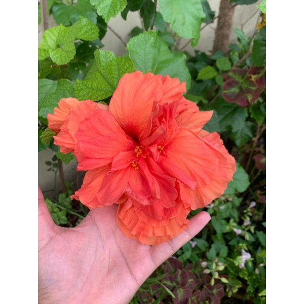 Keratan Bunga Raya Oren/Jingga Hybrid (Besar) | Shopee Malaysia