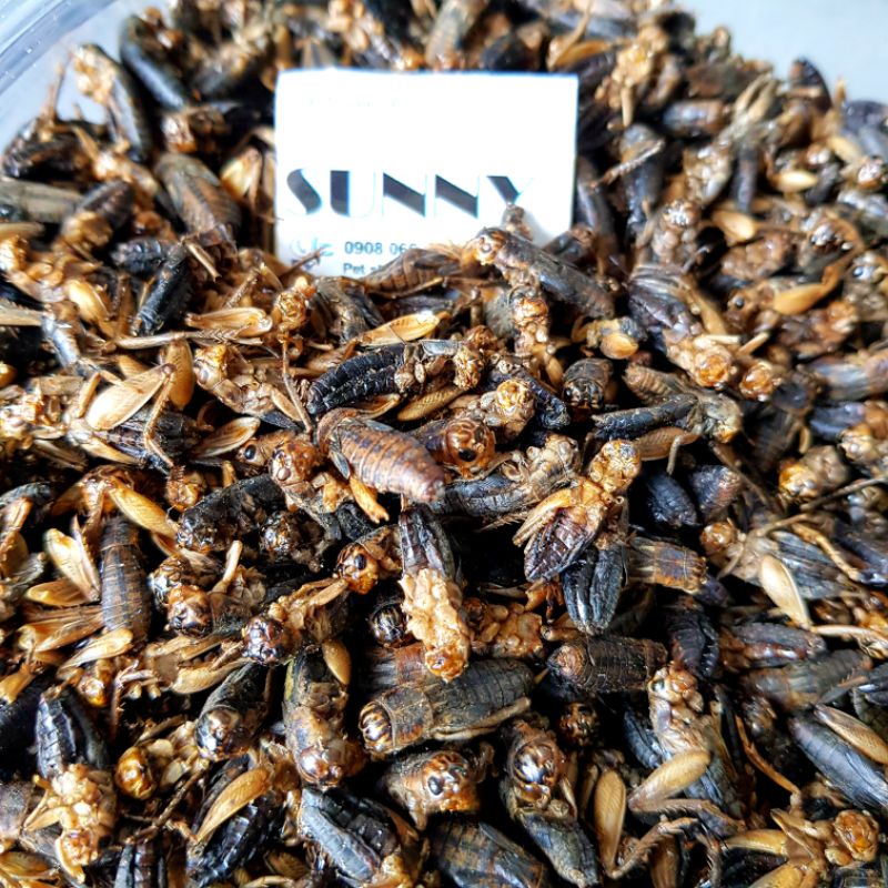 Super nutritious crispy dried Thai crickets for hamsters, squirrels ...