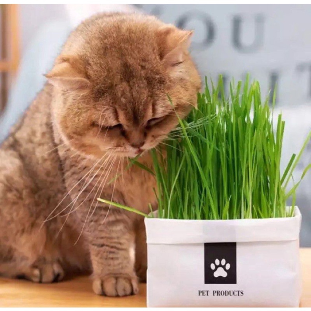 Rumput Kucing Cat Grass mudah seed fast grow nutrient | Shopee Malaysia