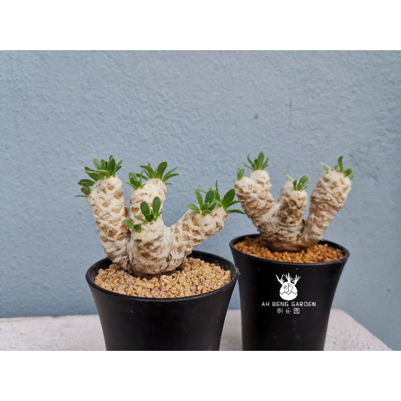 Caudex Othonna Retrorsa 块根-刨花厚敦菊 | Shopee Malaysia