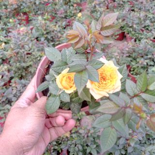 Anak Pokok Bunga Ros Merah Tahan Lasak Tahan Panas Dah Berbunga Rose ...