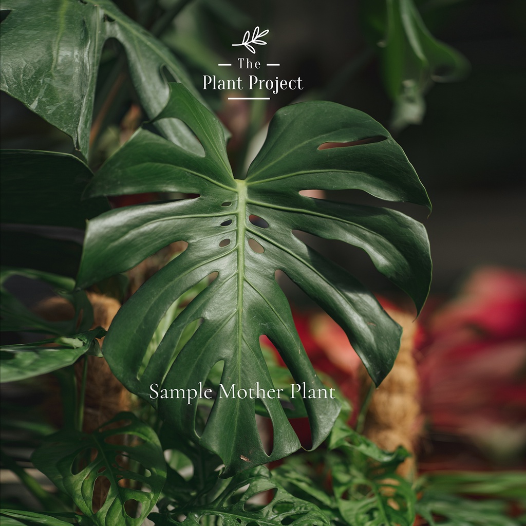 Monstera Deliciosa M Size Monstera | The Plant Project | Shopee Malaysia