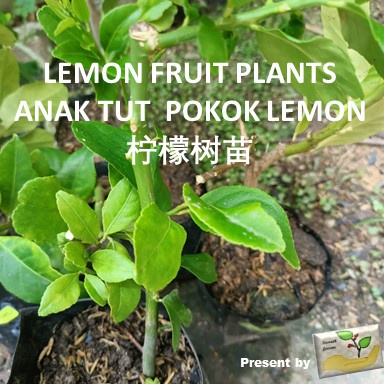 LEMON FRUIT PLANTS ANAK TUT POKOK LEMON 柠檬接支树苗 | Shopee Malaysia