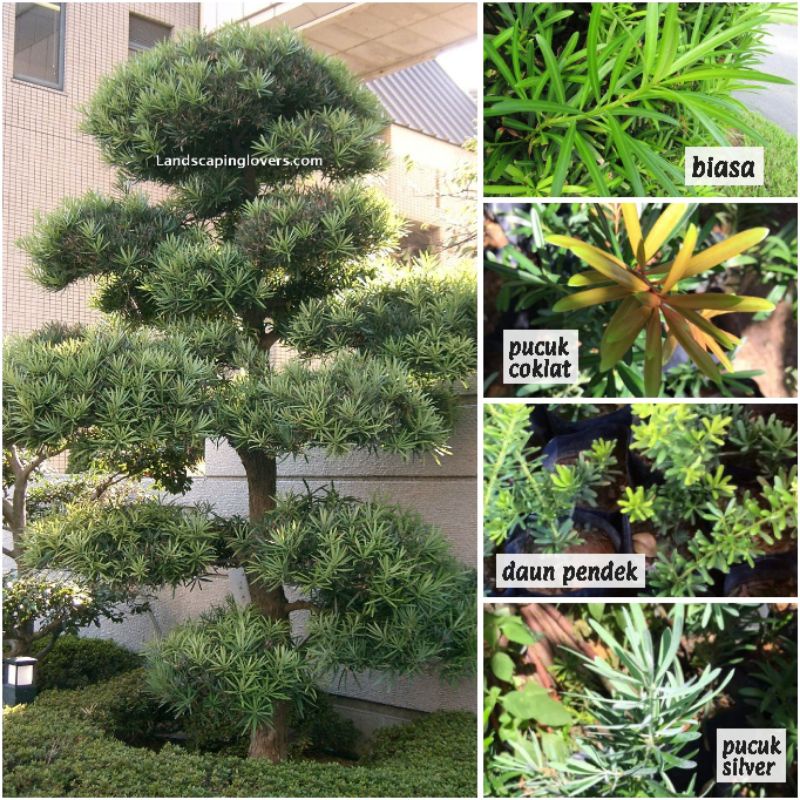 Pokok Podocarpus hiasan landskap real plant | Shopee Malaysia