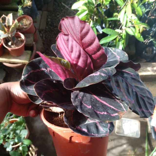 Pokok Hiasan Indoor plan cantik.. | Shopee Malaysia