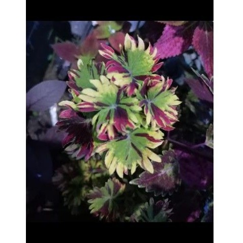 bunga viral ati2 3warna (dapat 2pasu) | Shopee Malaysia