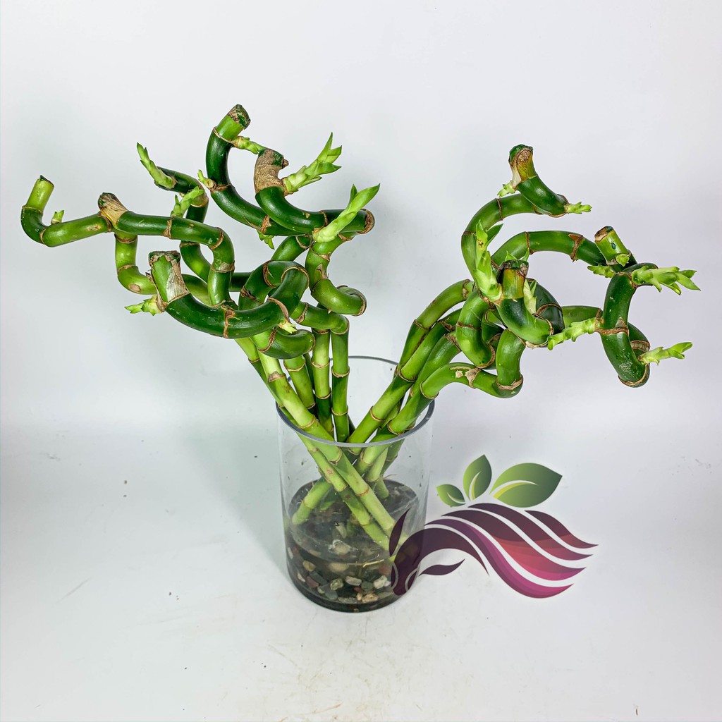 [Indoor Plant] Lucky Bamboo Curly Bamboo Lucky Bamboo Variegated 转运竹 ...