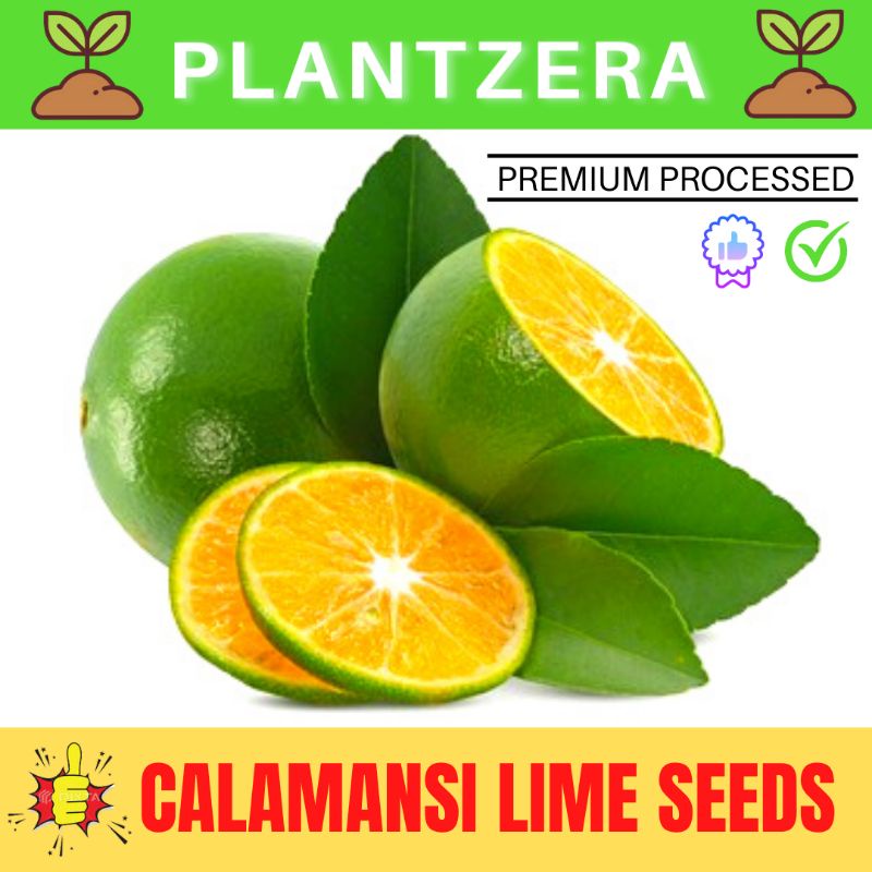 Calamansi Lime Seeds/Biji Benih Limau Kasturi/桔子种子/(HIGH QUALITY PROCESSED) | Shopee Malaysia