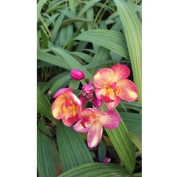 Orkid pinang. spathoglottis. Warna kuning/putih/peach | Shopee Malaysia