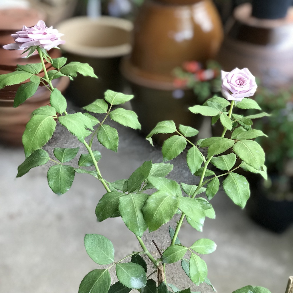 Pokok Bunga Ros Kampung Mawar Rose plant tahan panas Rose Flower With Pot Live Potted Plant Ros ...
