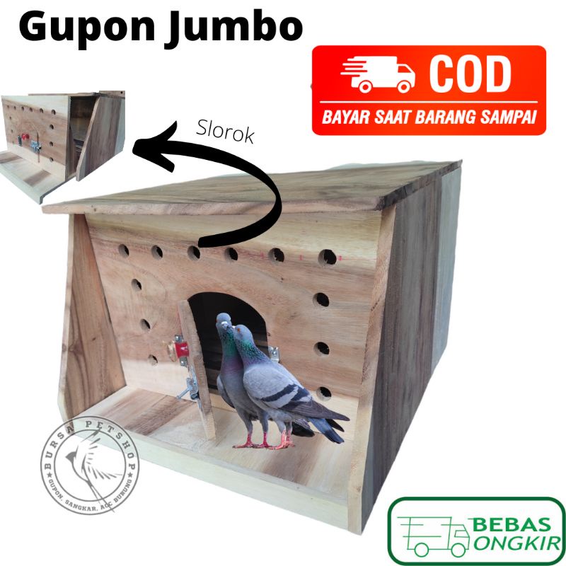 Gupon Pigeon/Tong Dara/Box Pigeon | Shopee Malaysia