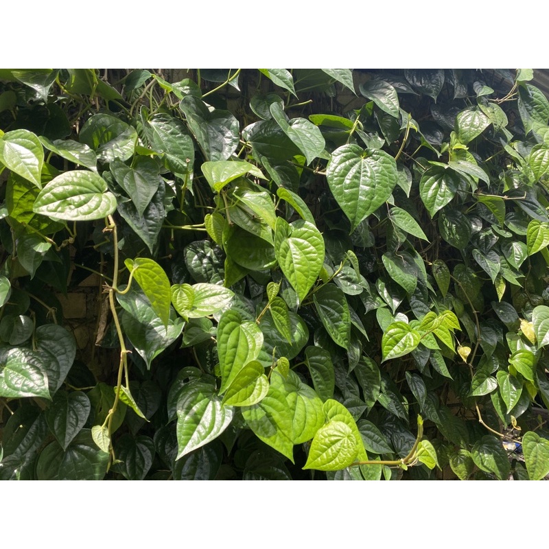 Daun sireh kampung 1 HELAI (dipetik segar) | Shopee Malaysia