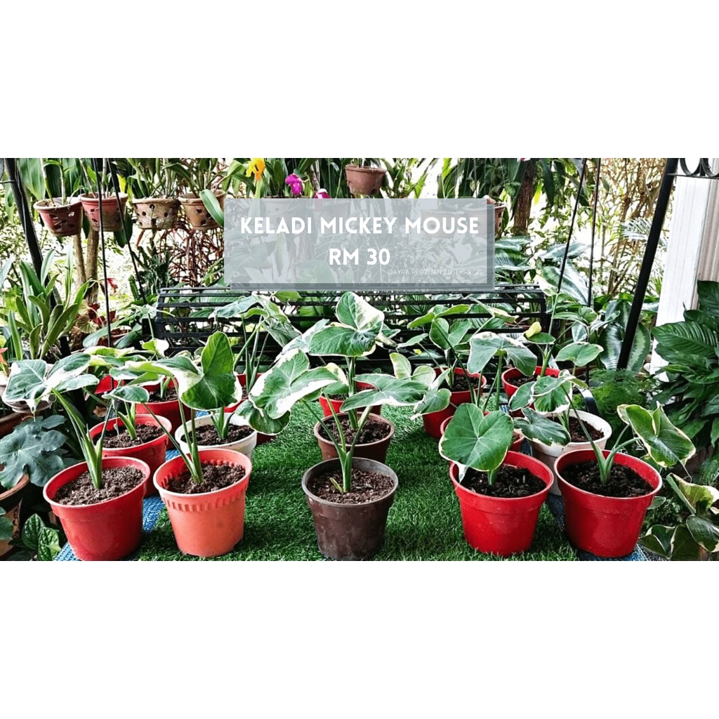 Alocasia Mickey Mouse | Pokok Keladi Mickey Mouse | Shopee Malaysia