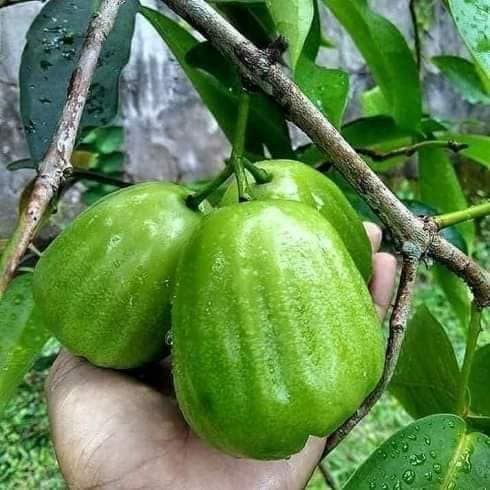 Pokok Jambu Madu Hijau Hybrid | Shopee Malaysia