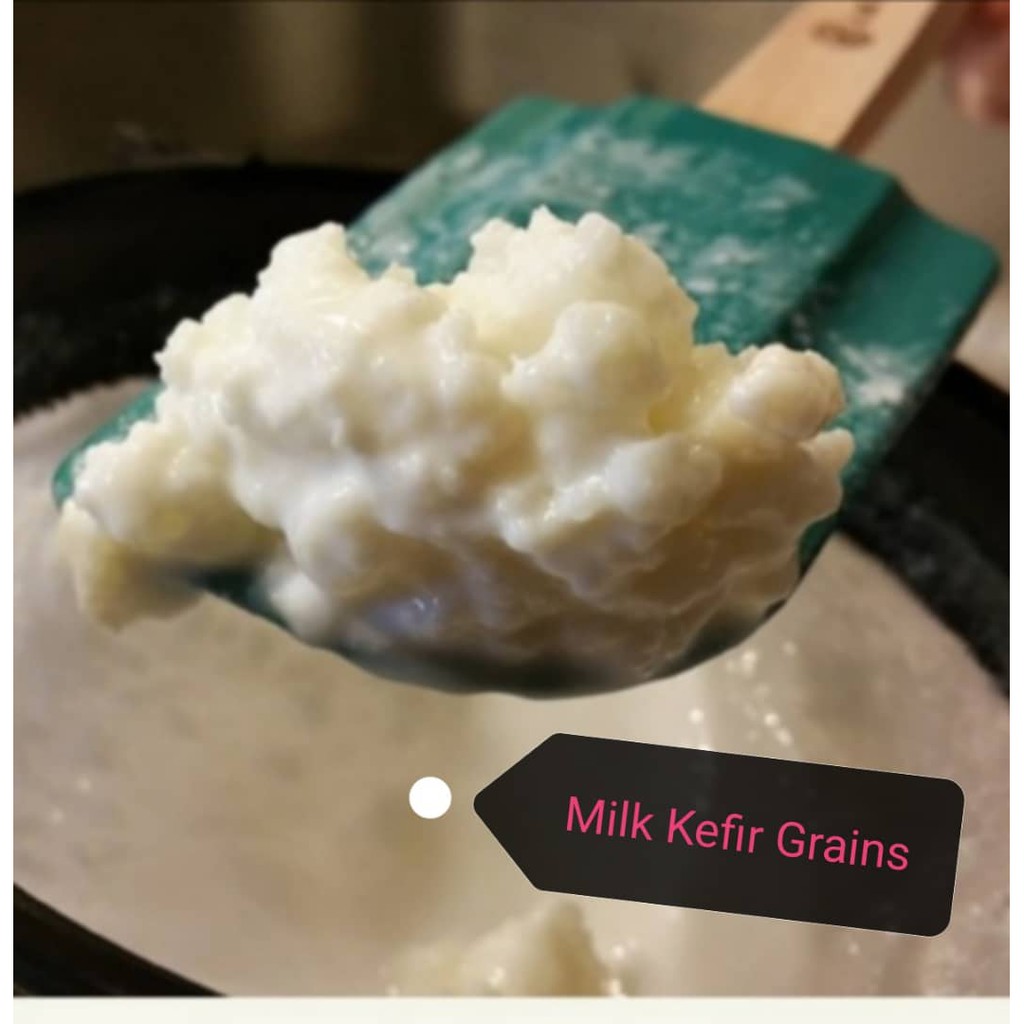100g @ Active & Fresh MILK KEFIR Grains (Mother Culture) 奶克菲尔菌母/奶开菲尔菌母 ...